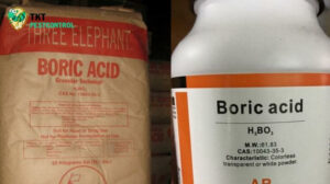 Cách diệt mối mọt gỗ Tại nhà Tận gốc Đơn giản